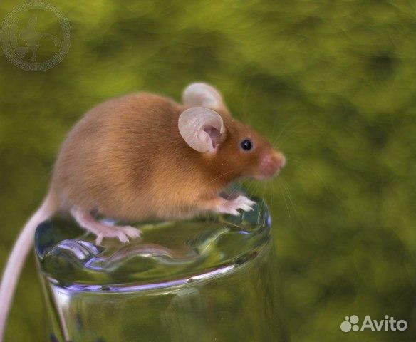 Мышонок мальчик красный сатиновый короткошерстный