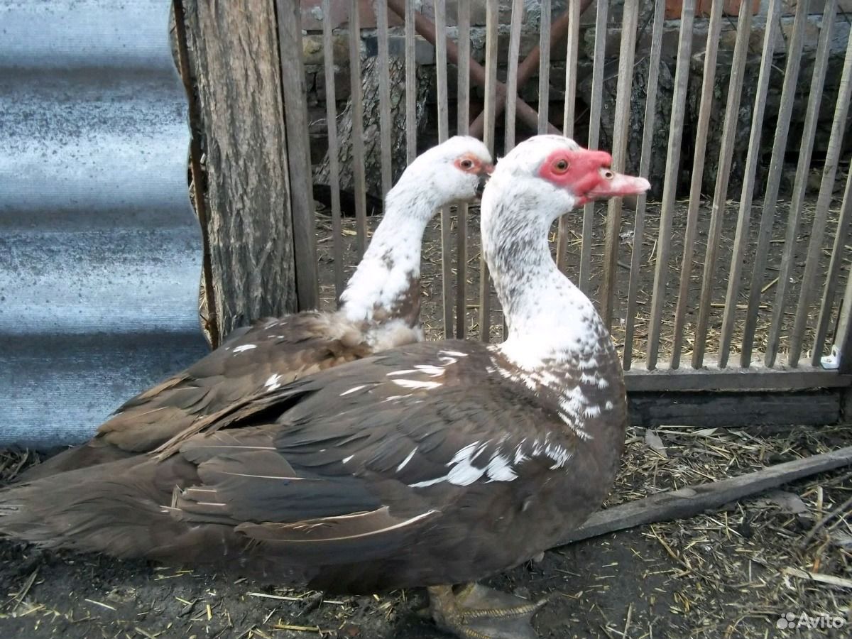 Инкубационное яйцо индоутки и индийского бегунка