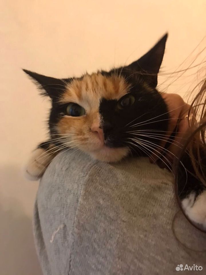 Трехцветное счастье в дар