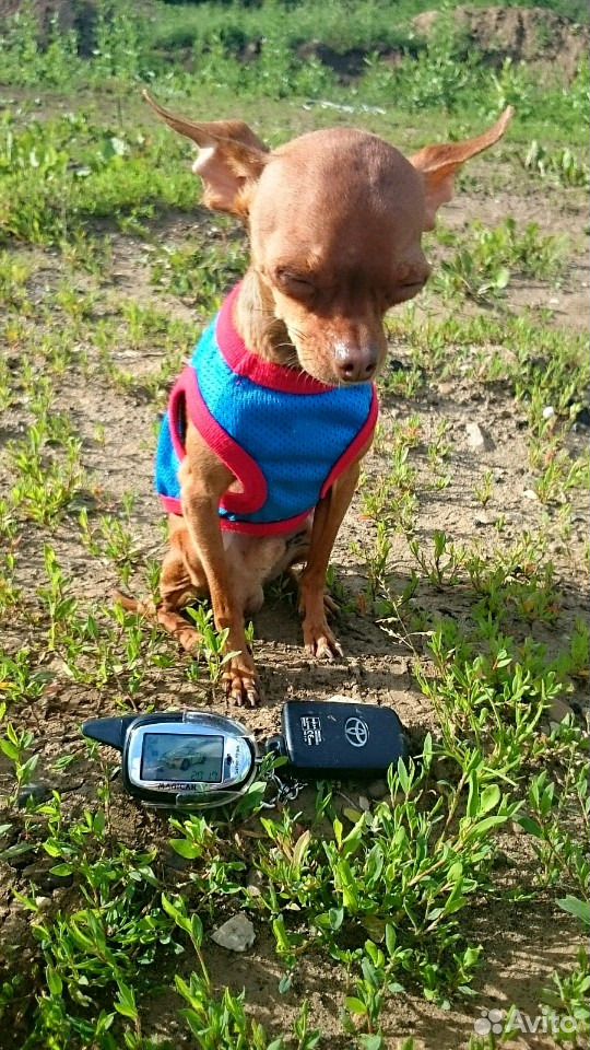 Тойчик миник