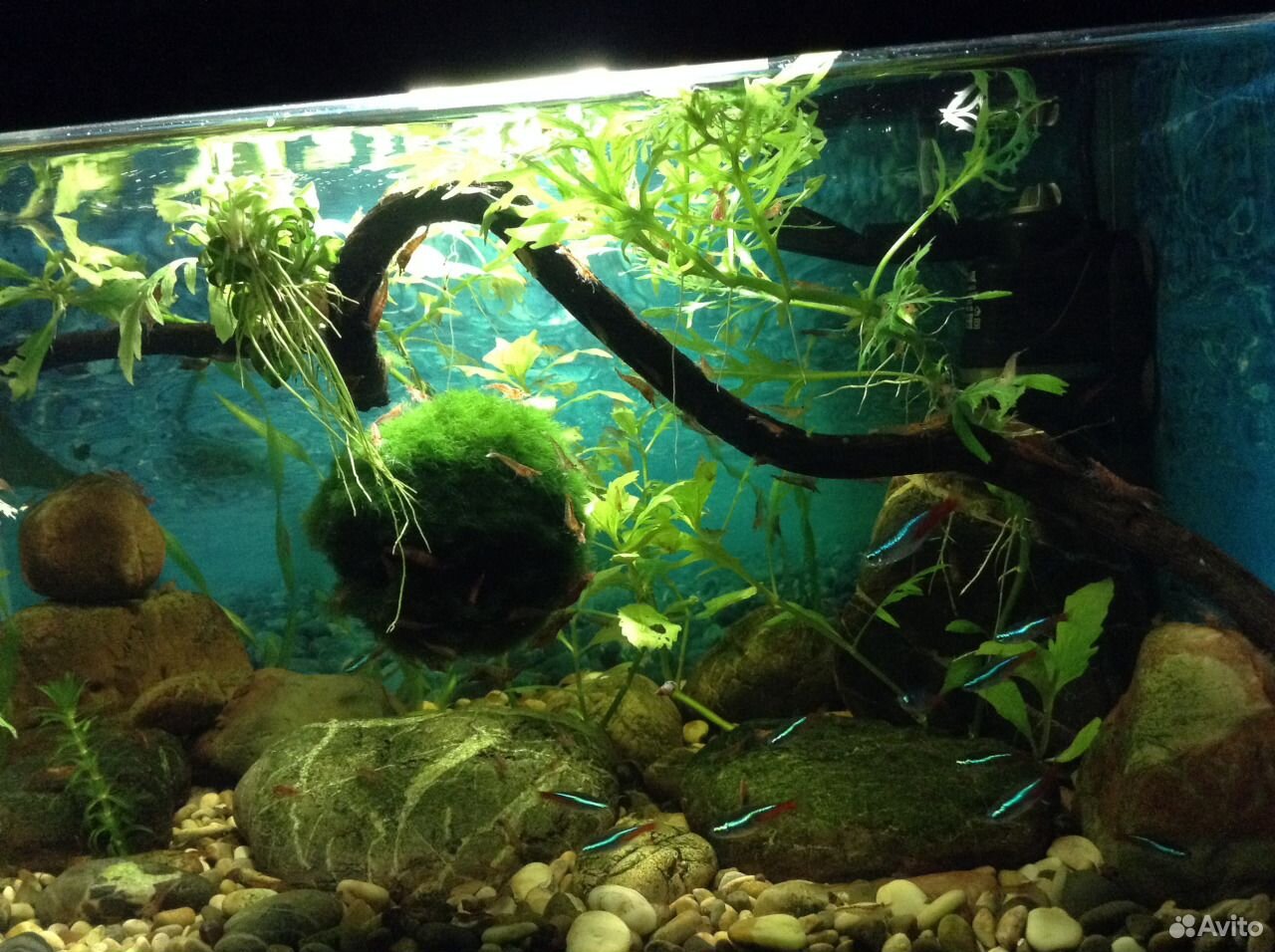 Креветки, улитки, кладофора, валлиснерия