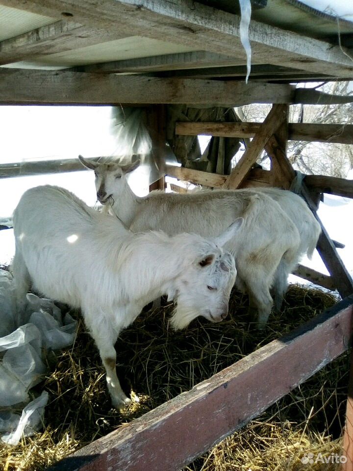 Козел