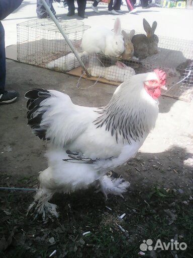 Яйца и цеплята от кур Брама