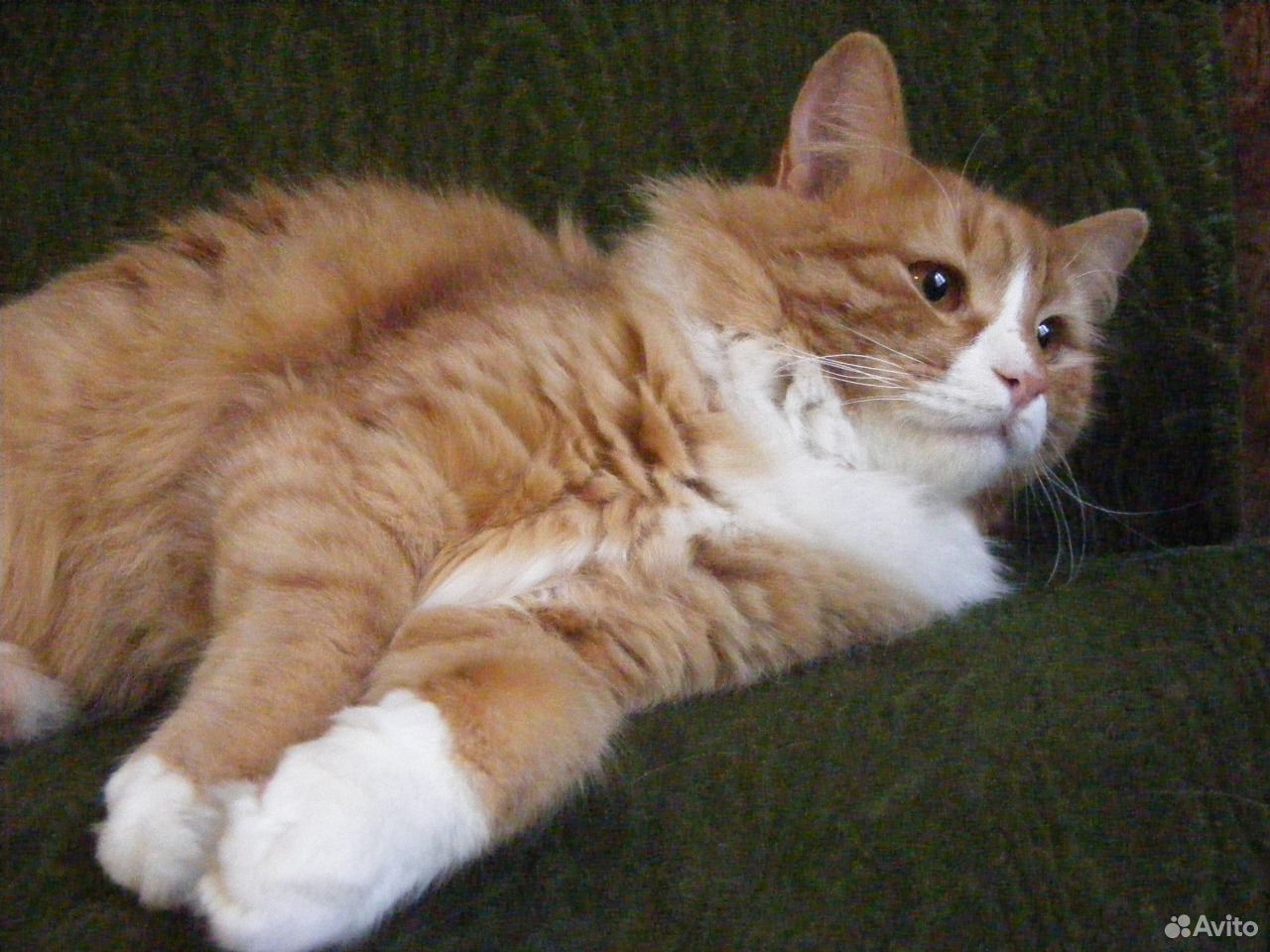 Гоша - не просто рыжий