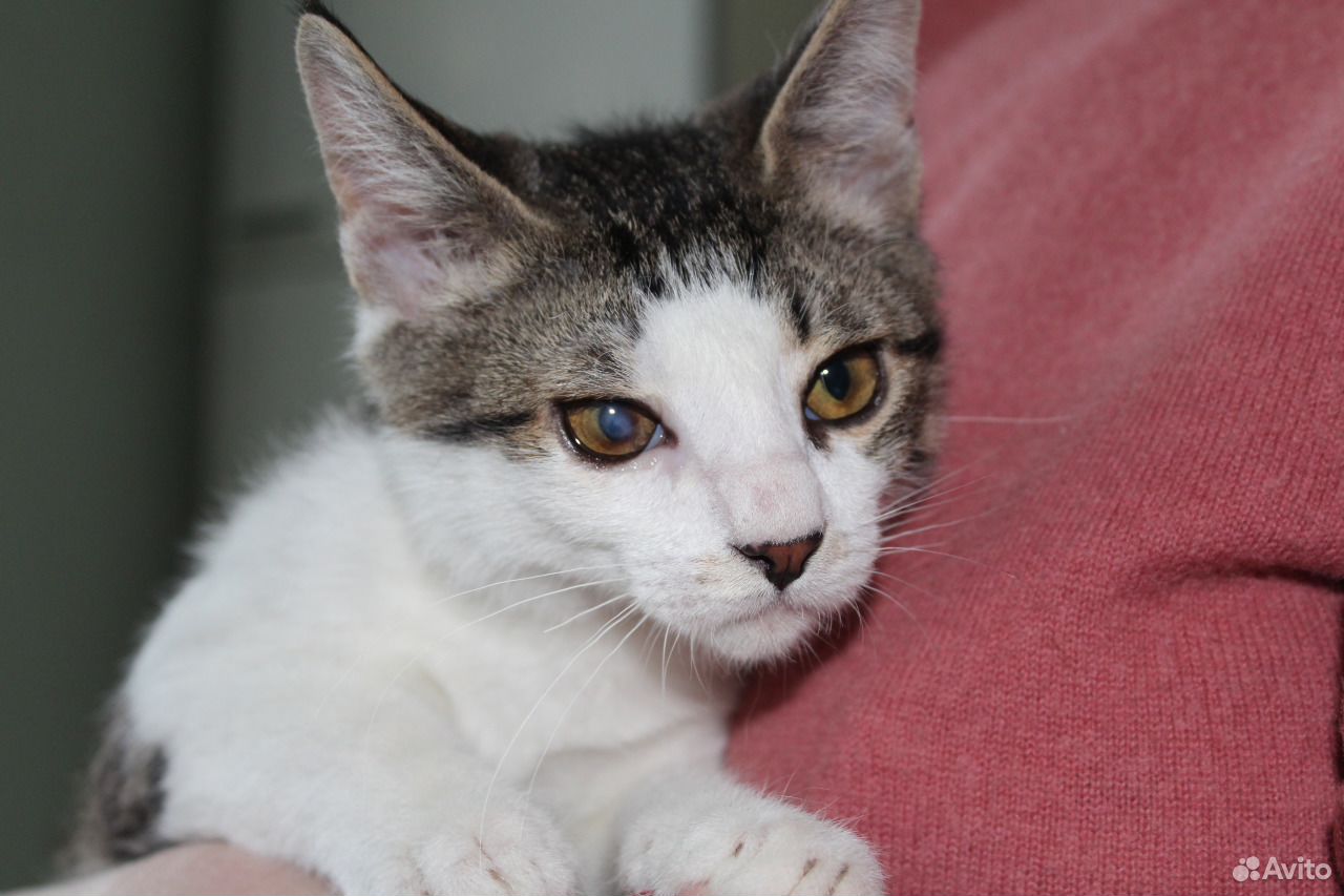 Маленький Масик ищет мам и пап