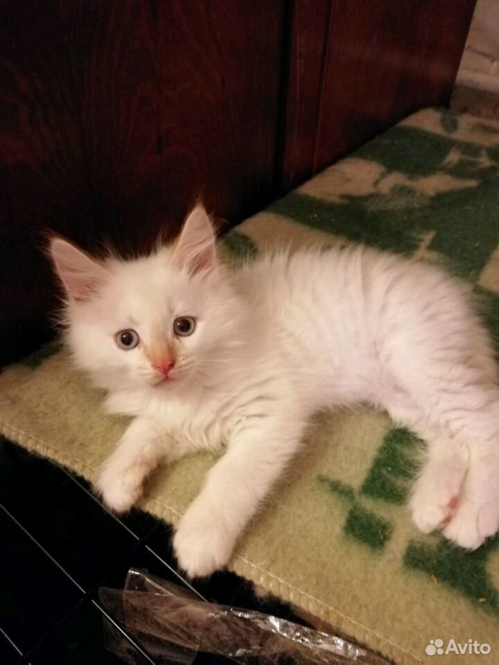 Котенок мальчик белый метис 2мес