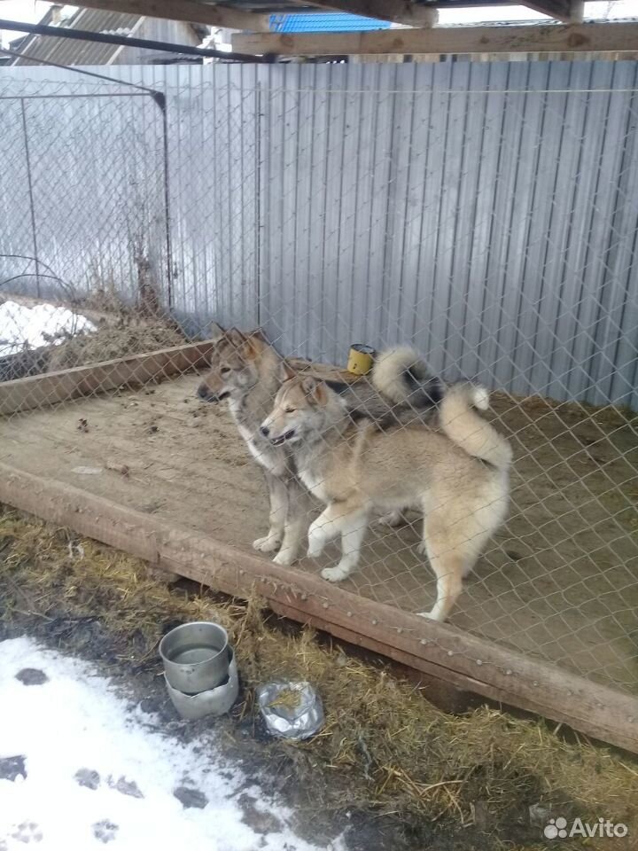 Продам Лайку Заподно Сибирскую