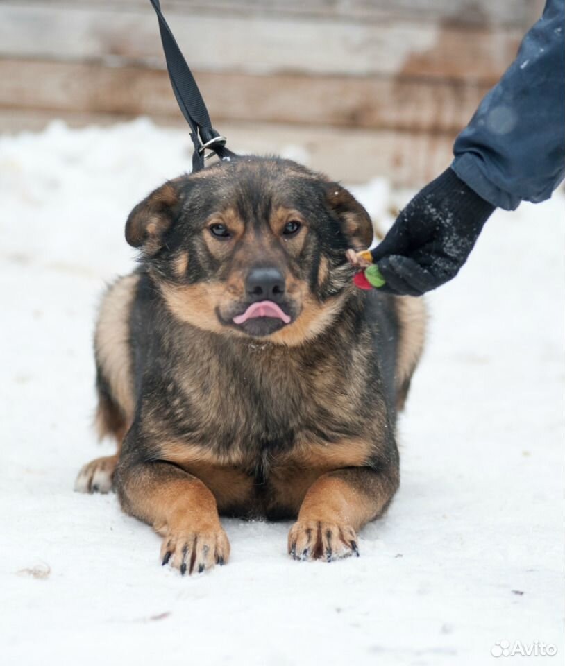 Отдаю даром замечательную Мотю в добрые руки