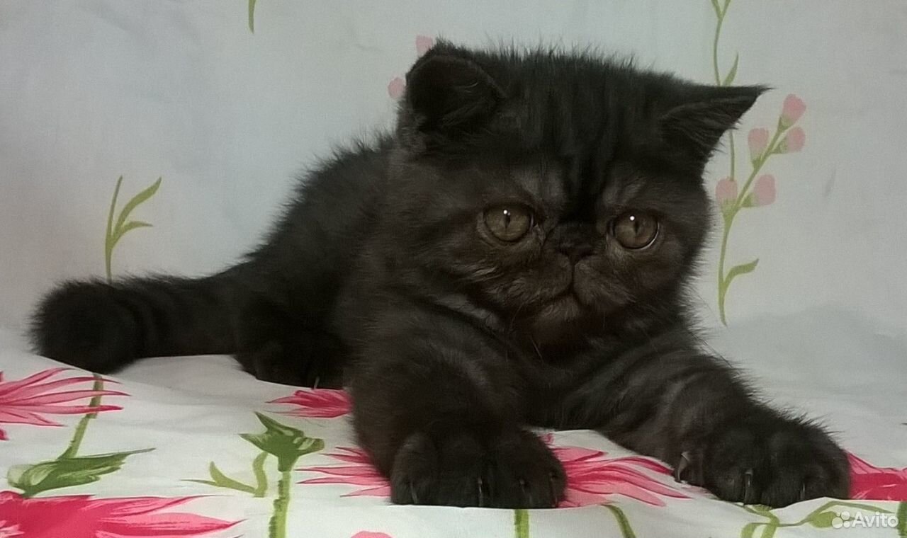 Экзотический мальчик