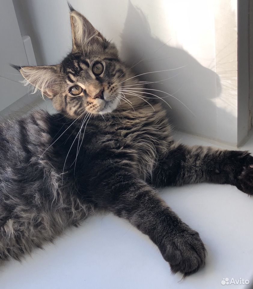 Коты мейн-кун внуки мирового чемпиона