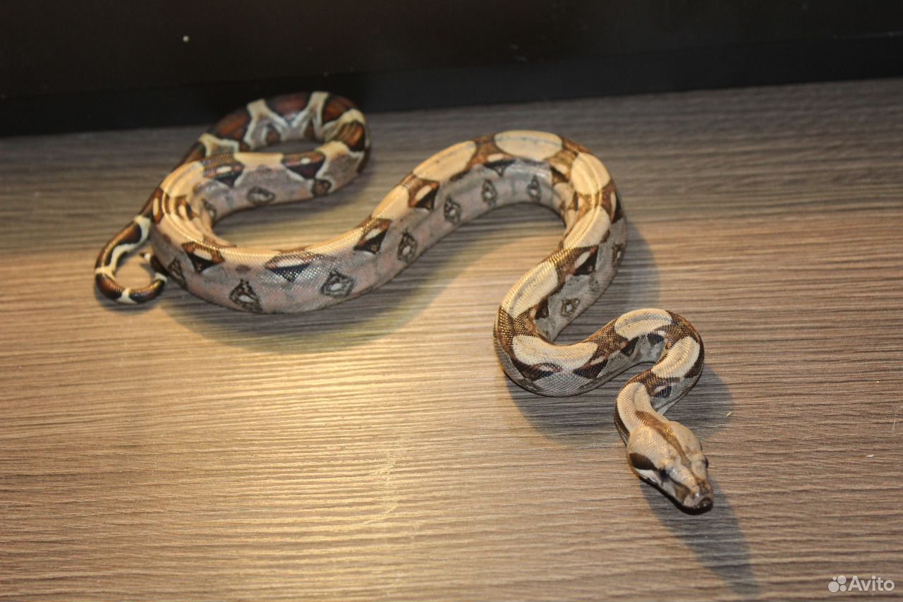 Boa constrictor императорский удав от производител