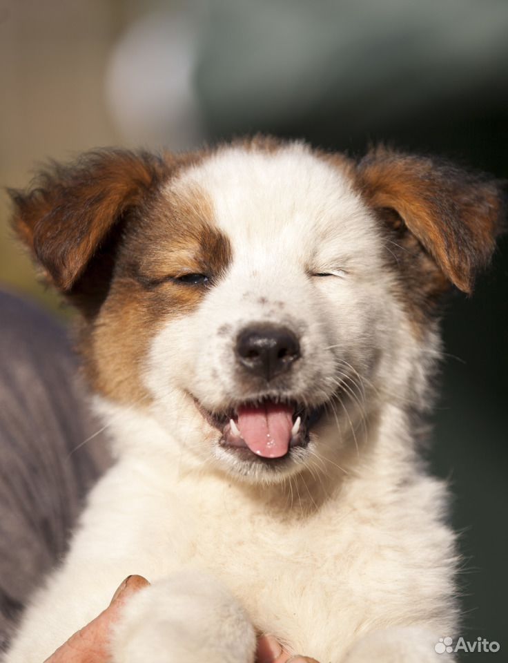 Щенки 2 месяца в дар