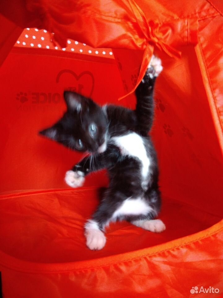 Котята-гремлинята возраст 1 мес