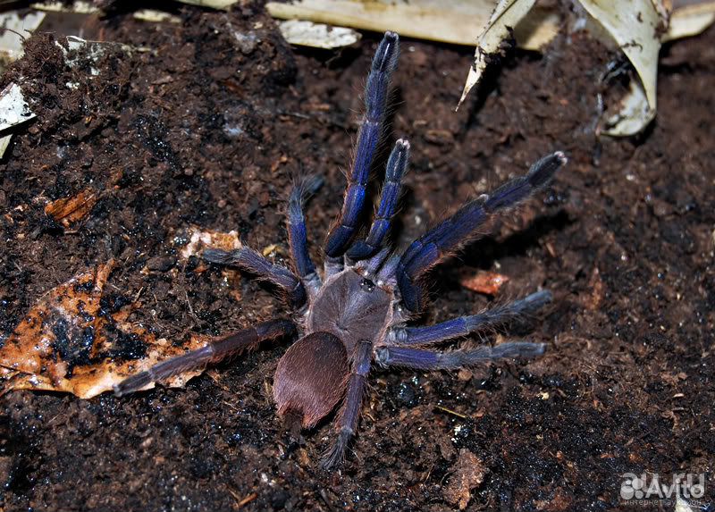 Пауки,скорпионы
