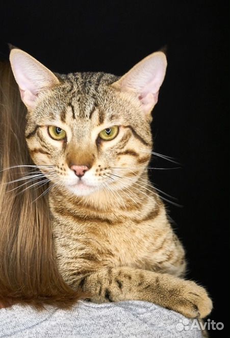 Продаются котики саванна