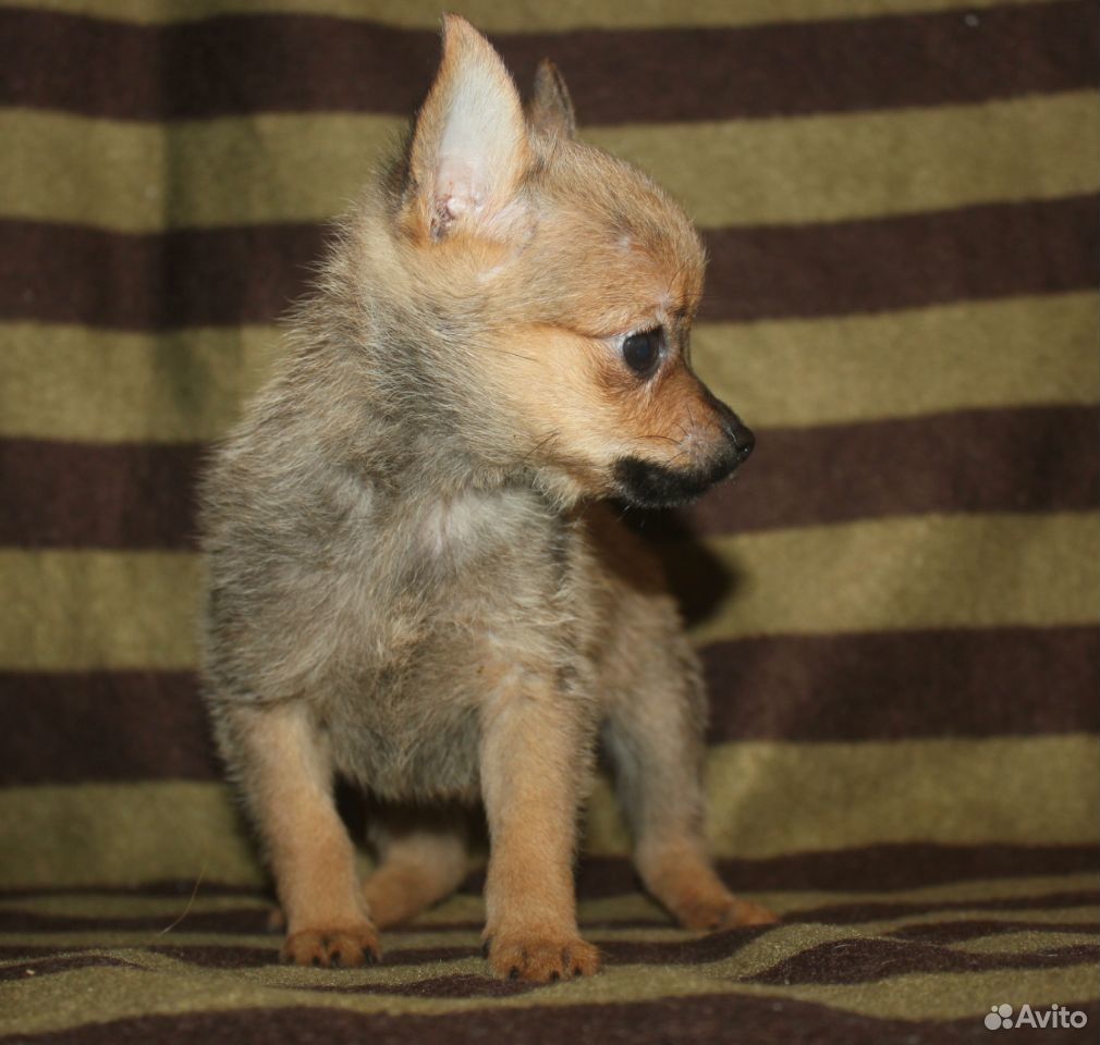 Щенки декоративных собак