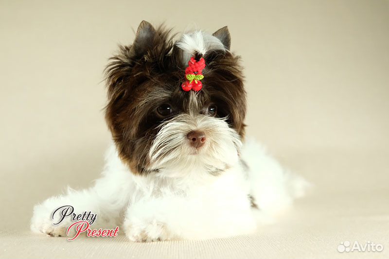 Девочка биро, возраст 3,5 месяца