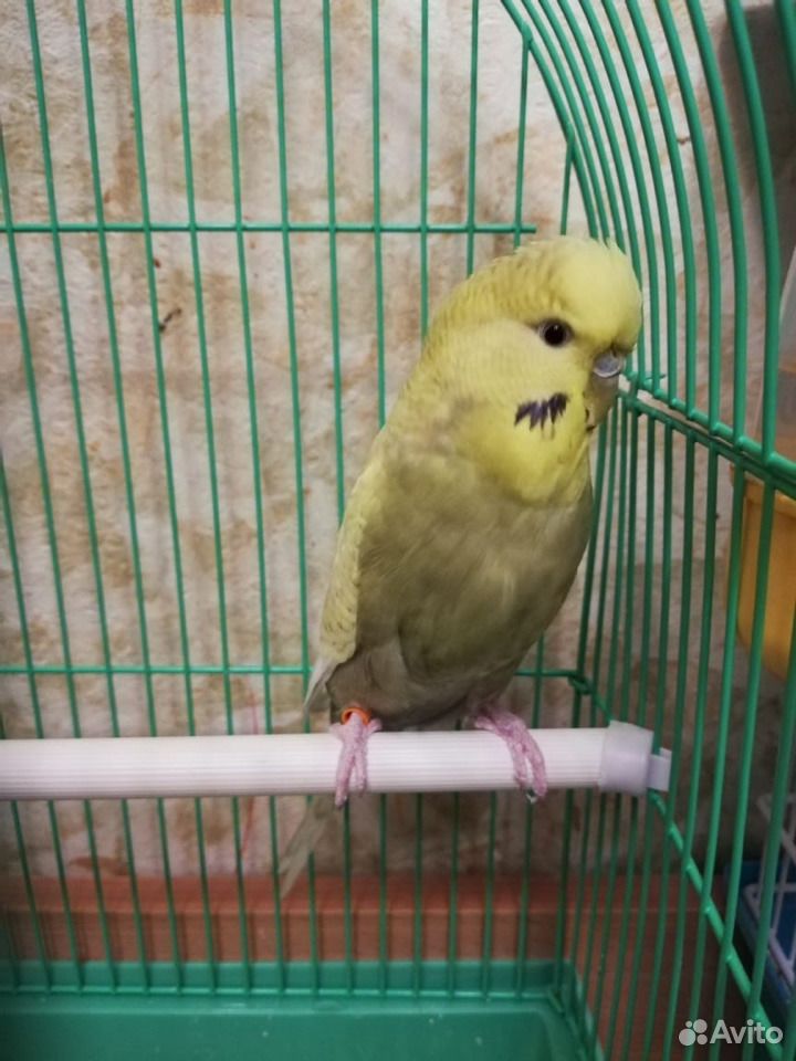 Попугай чех ввп девочка