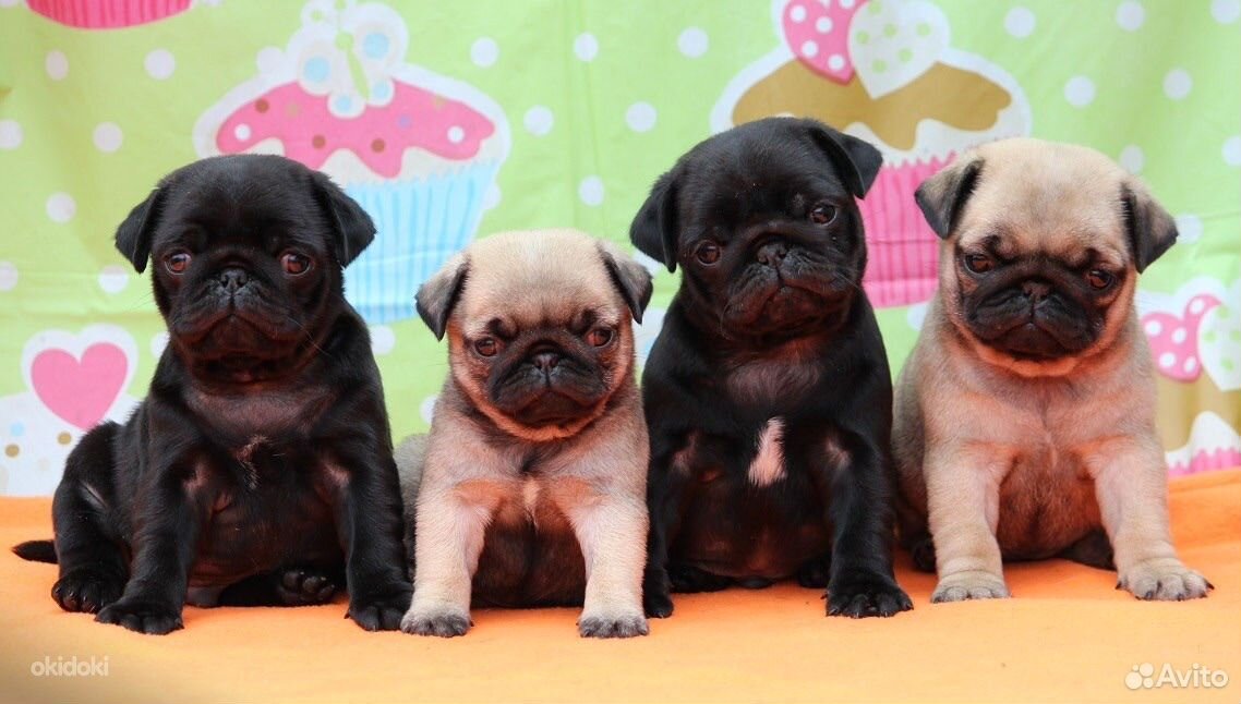 Милые щенята 2 мес