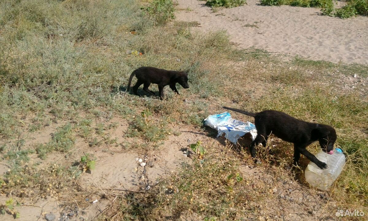 В добрые руки щенков