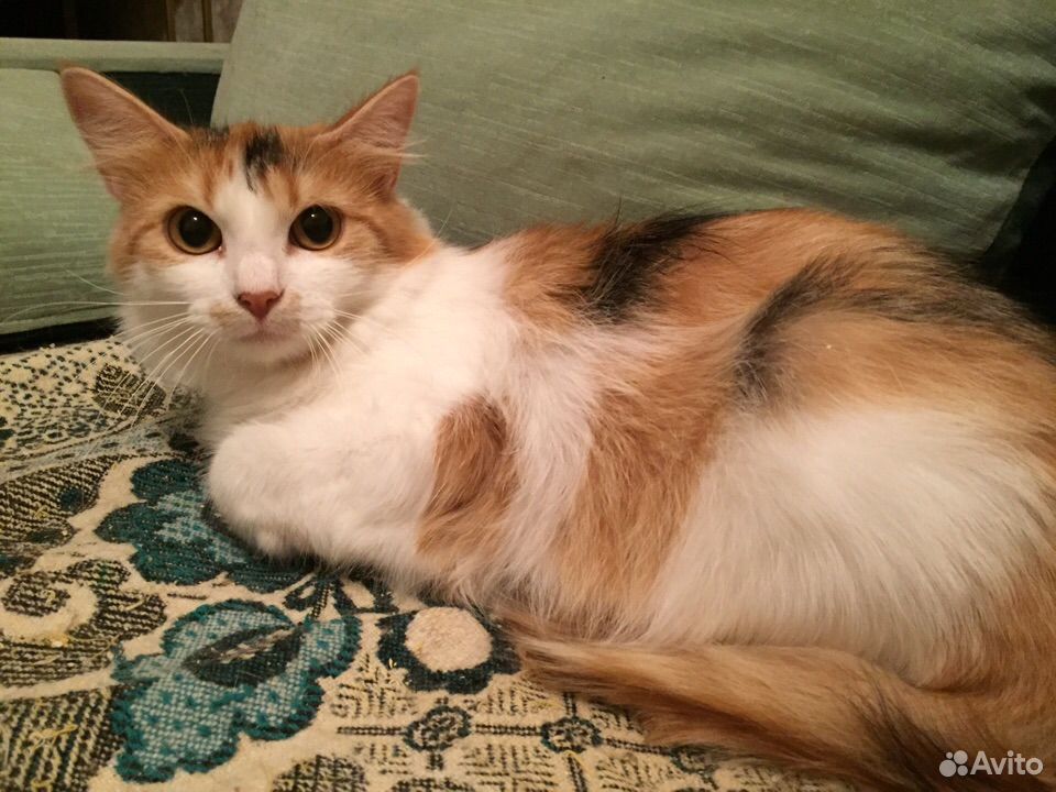 Кошечка Алиса ищет дом