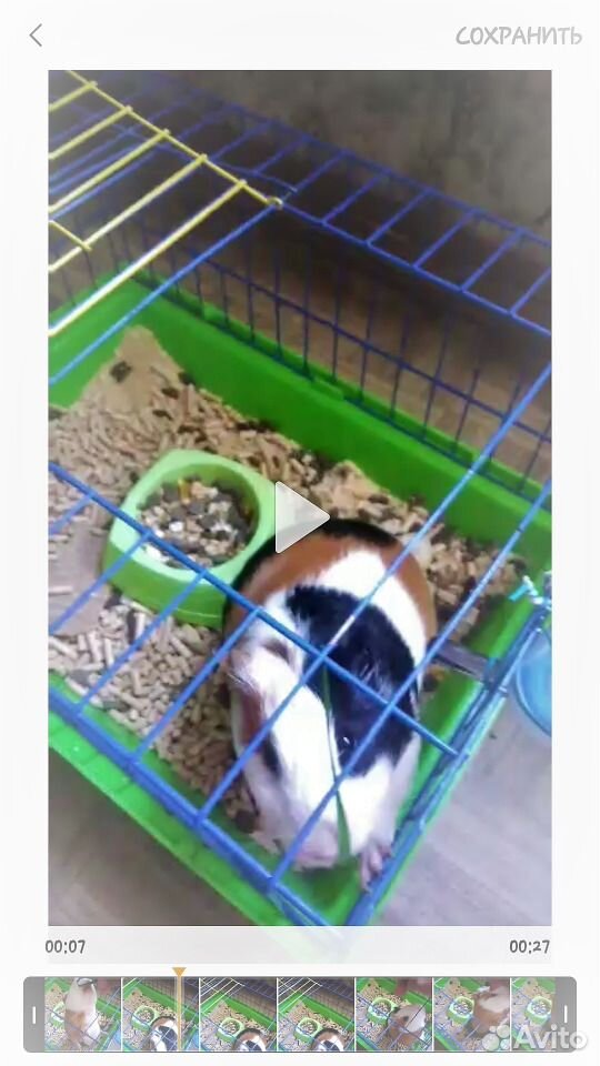 Морская свинка