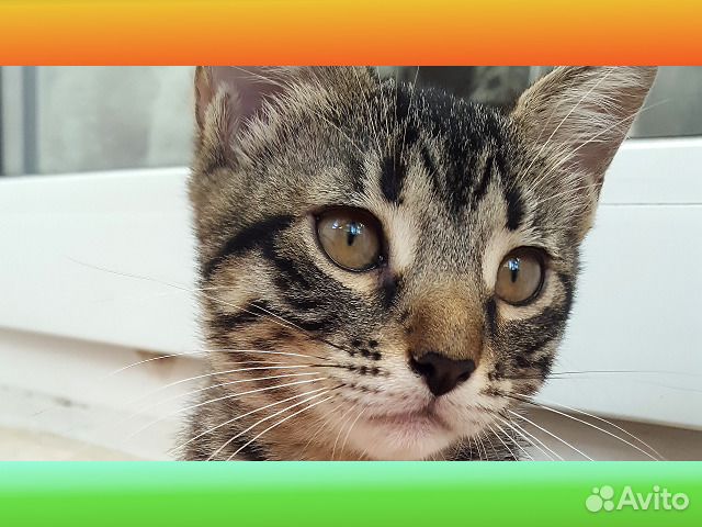 Котята. Тигристая девочка-мышеловка (Севастополь)