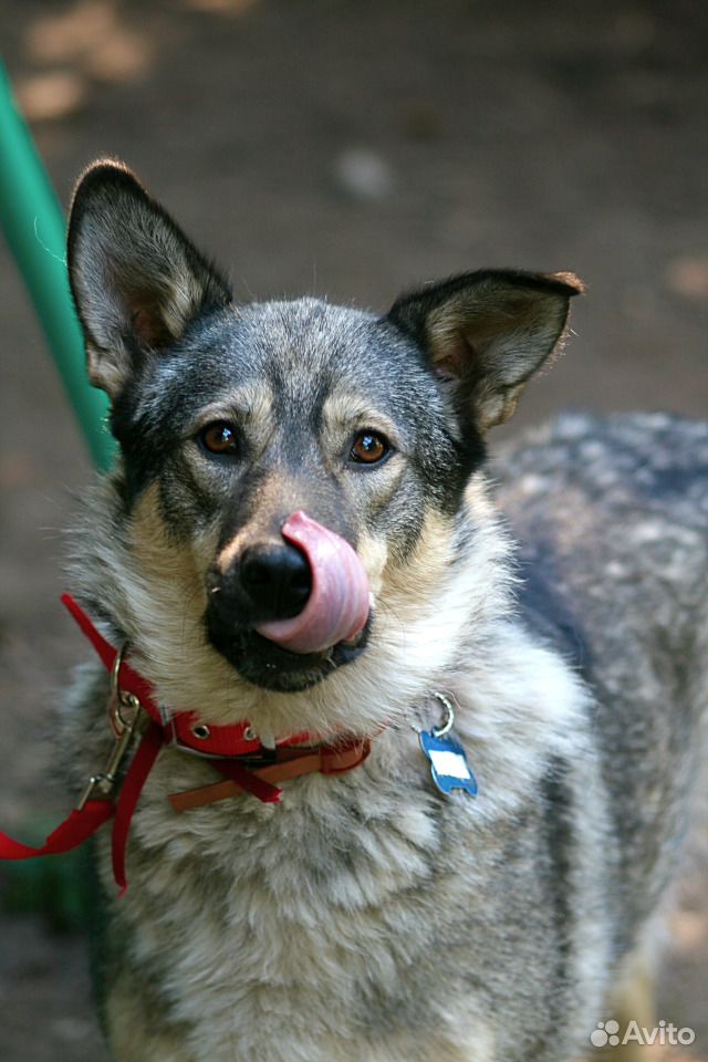 Красавица Альма в дар