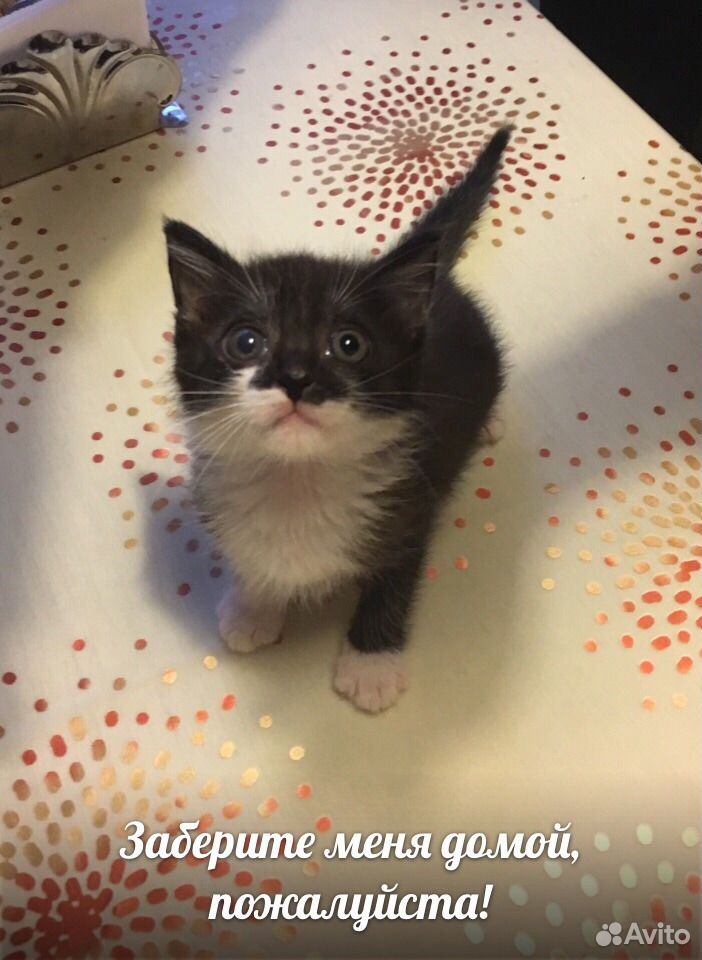 Котенок в добрые руки