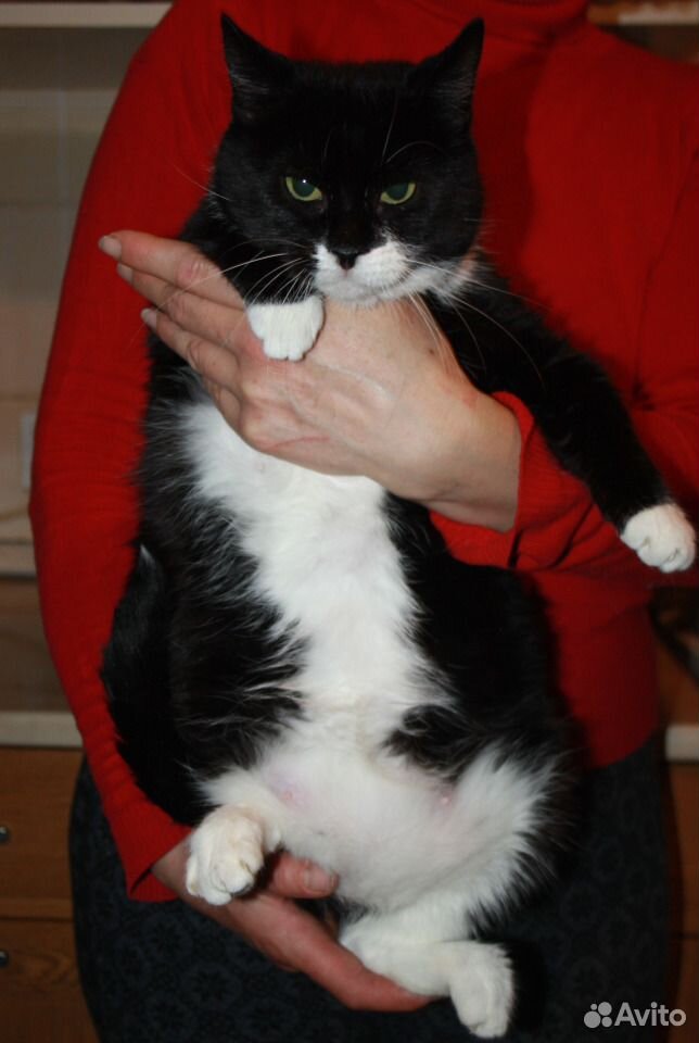 Кошка Плюша