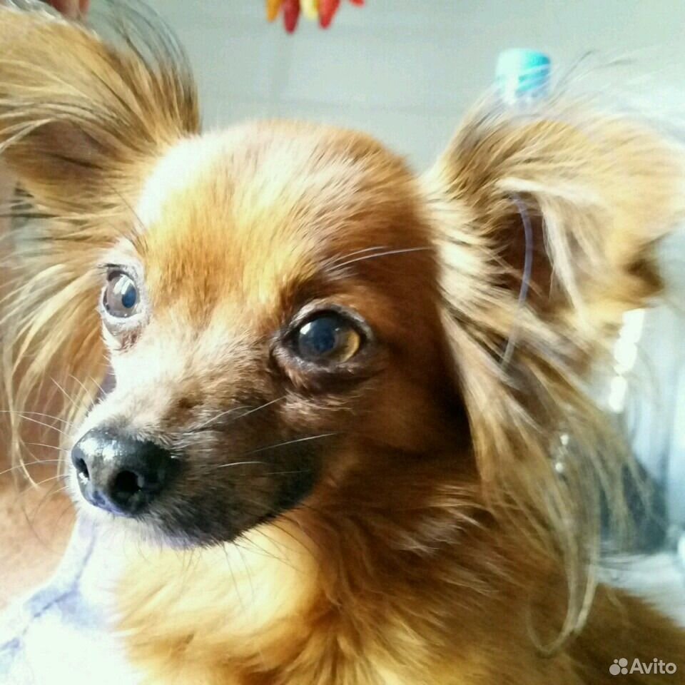 Вязка длинношерстного той- терьера