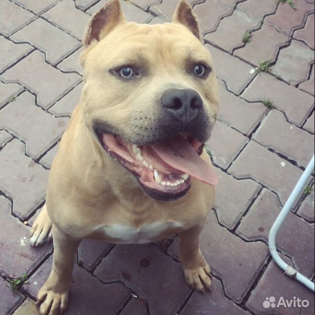 Стаффордширский терьер для вязки