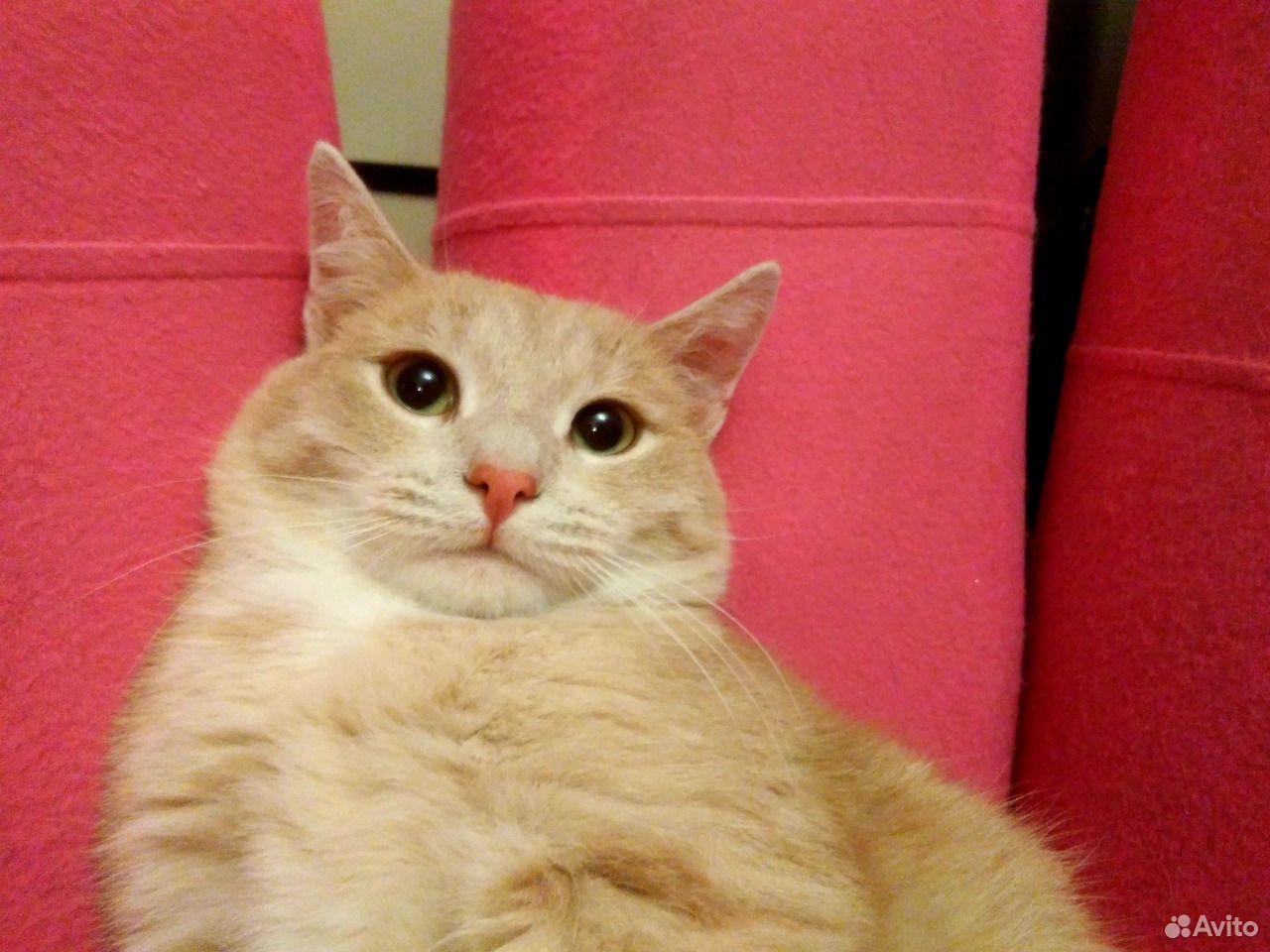 Котик - подросток. Персиковое чудо