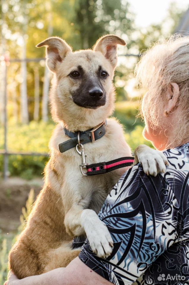 Собака в дар.в добрые ручки
