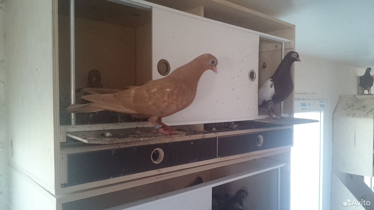 Голуби гнеза