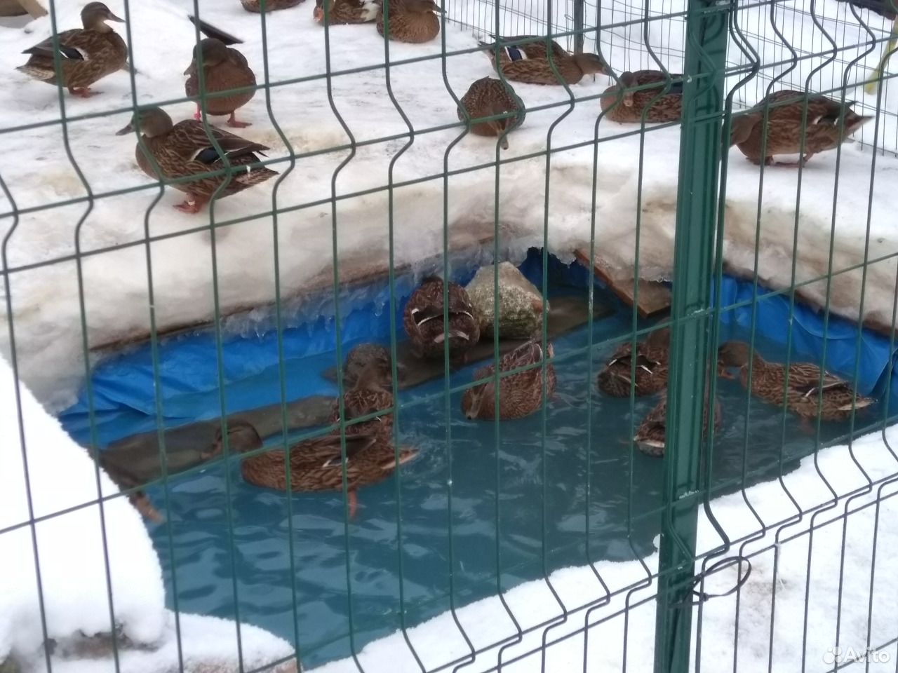 Подсадные круговые утки