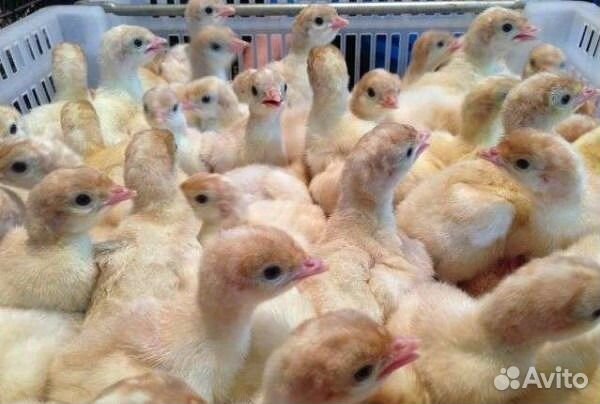 Индюшата Конвертер оптом и в розницу