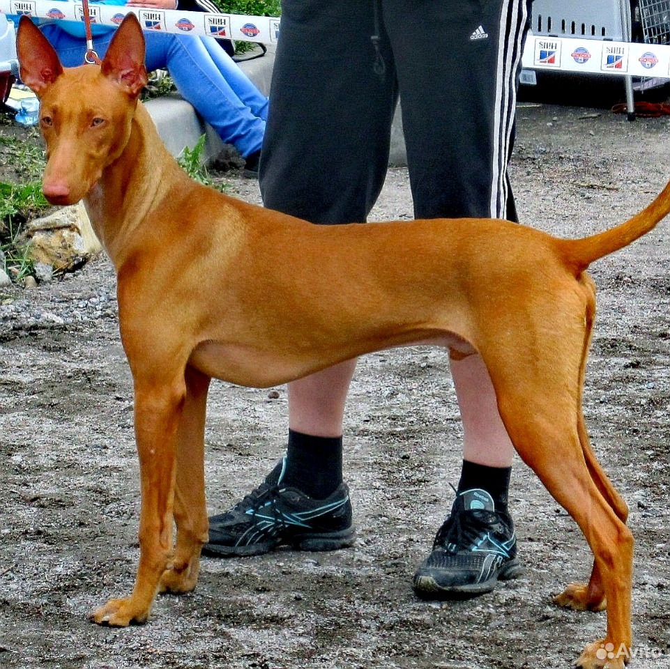 Фараонова собака. Кобель на вязку
