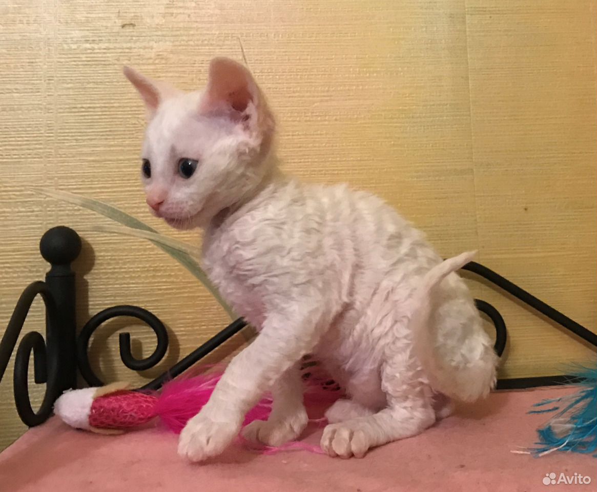 Кудряшка Белый Ангел) Подарок для аллергиков