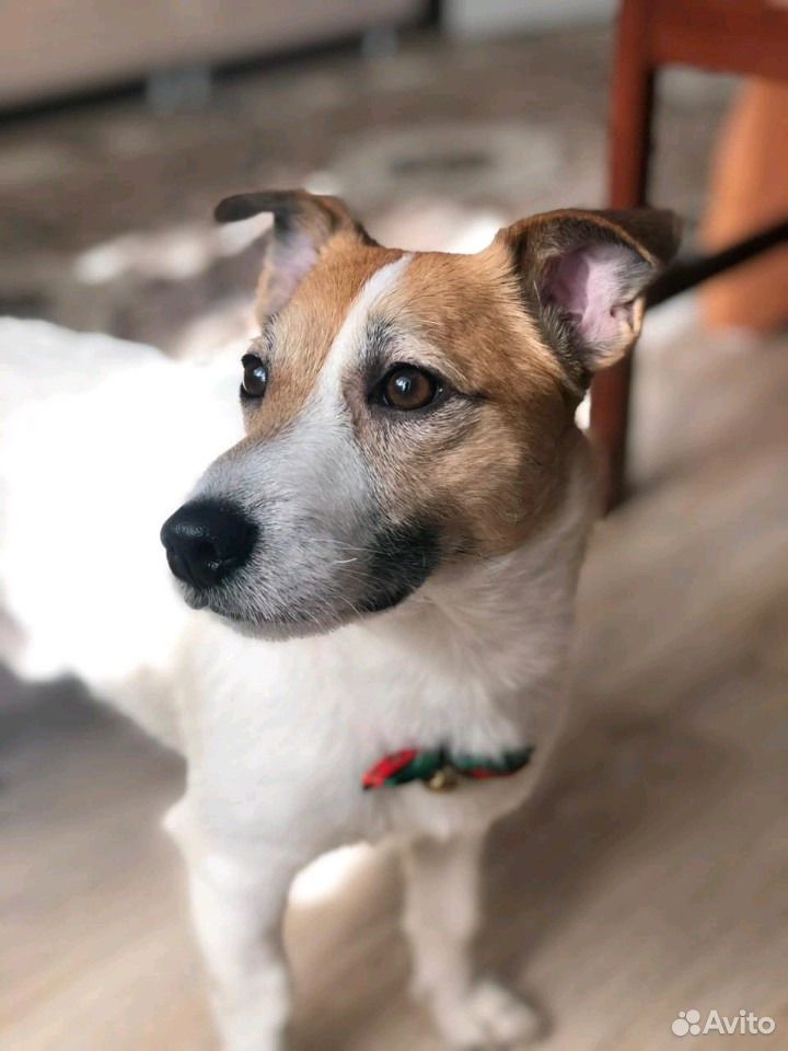 Вязка Джек Рассел терьер