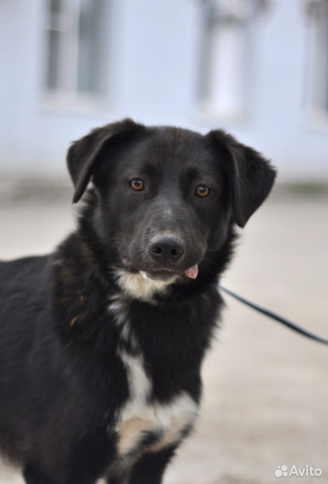 Любознательный Чарли