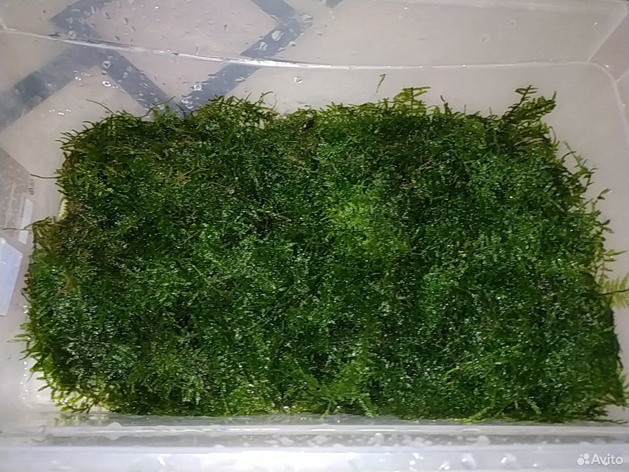 Мох рождественский (Christmas Moss)