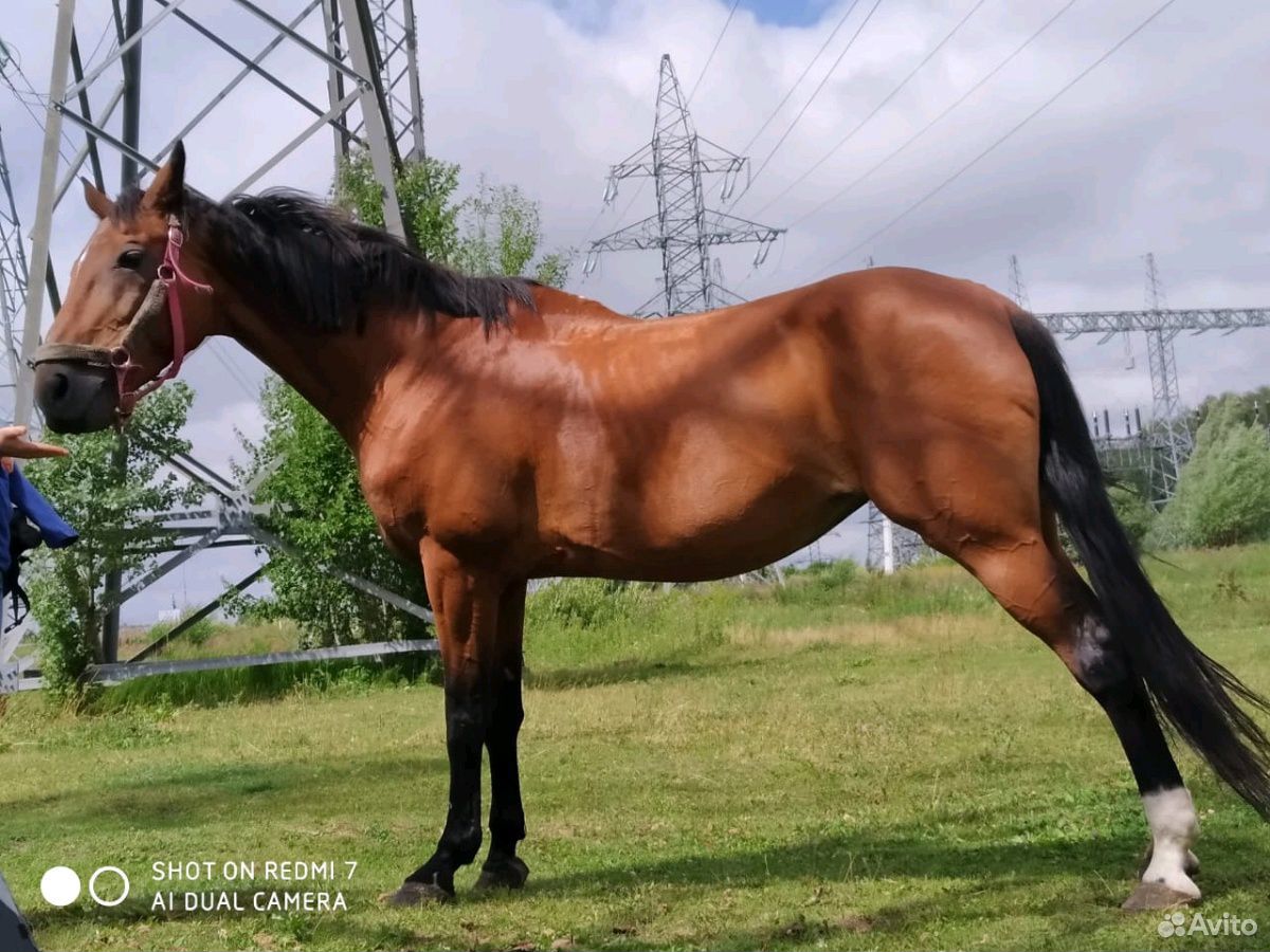 Кобыла 2000 продажа-обмен