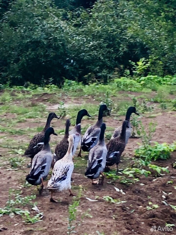 Утки Индийские бегуны