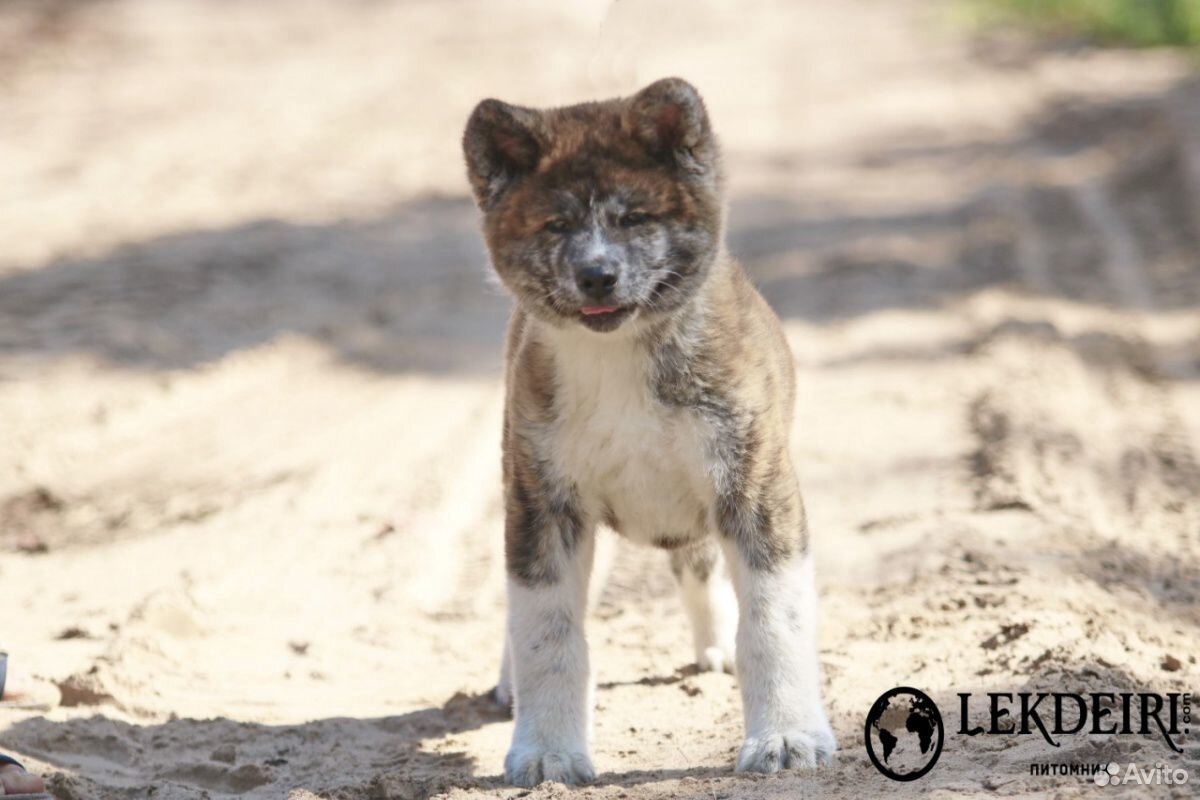 Щенки японской акита ину белые/рыжие/тигровые