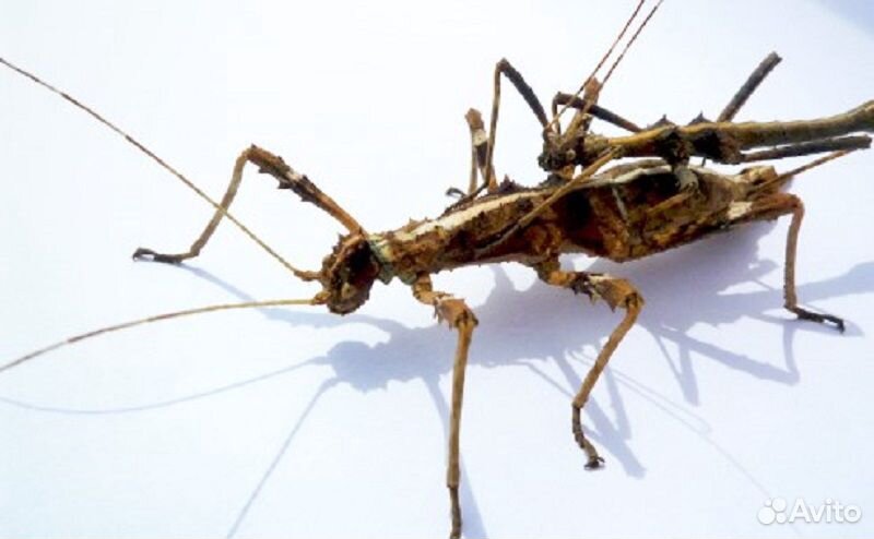 Палочники Филиппинские неожиданные