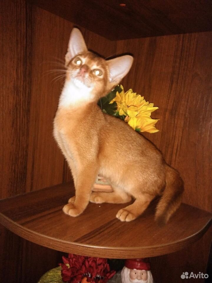 Аби котики с документами