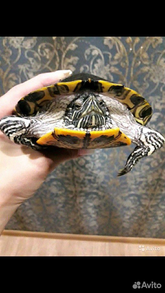 Черепаха красноухая и аквариум