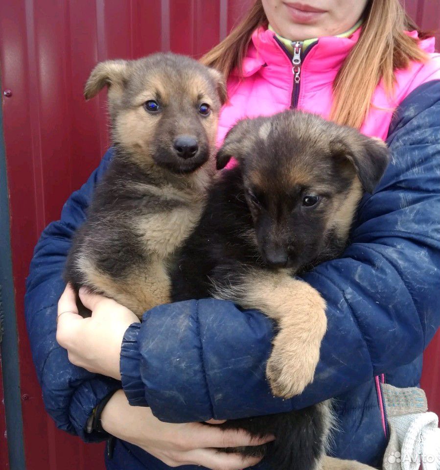 Щенки