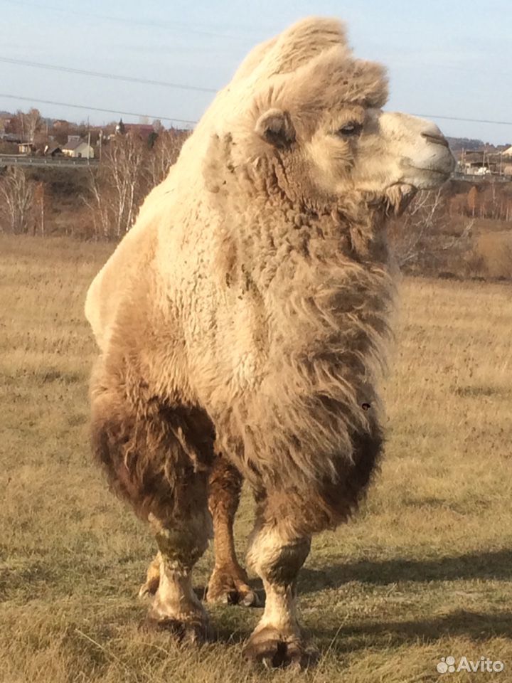 Продам верблюда